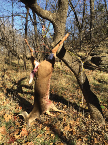 How to Field Dress a Deer + Process - Grit